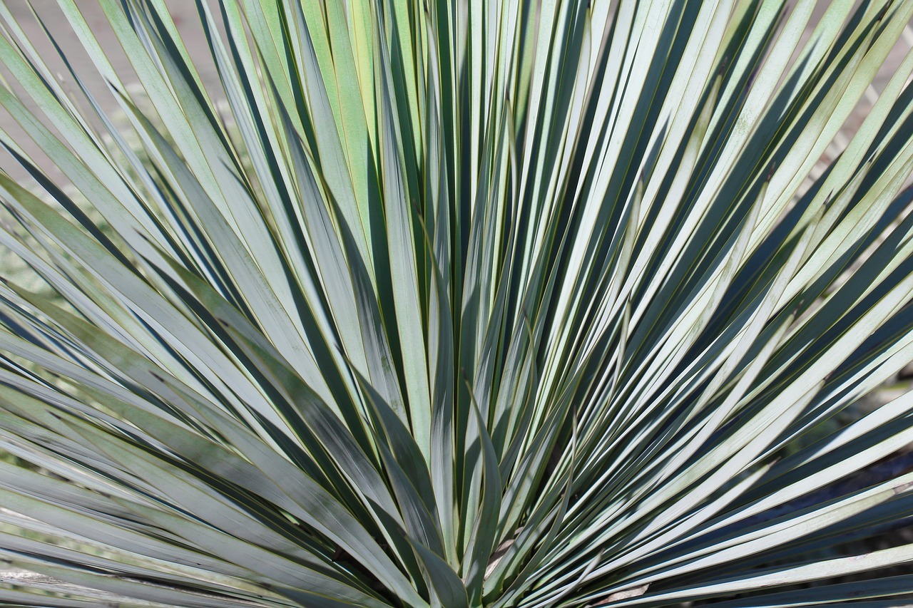Comment cultiver des plantes de Yucca rostrata dans votre jardin Comment cultiver des plantes de Yucca rostrata dans votre jardin